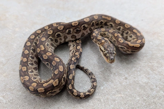 Argentine Rainbow Boa by Sonja K. Reptiles LLC