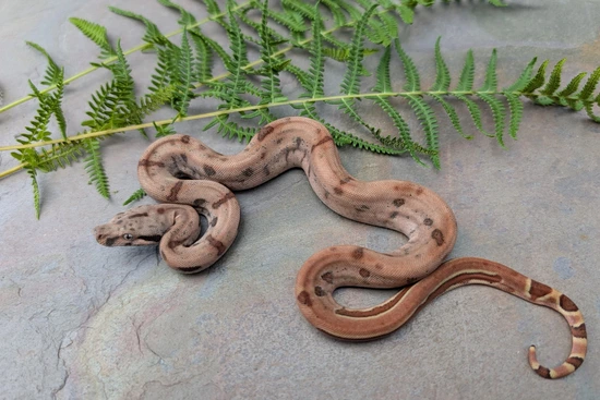 Sunset Boa Boa Constrictor by Sonja K. Reptiles LLC