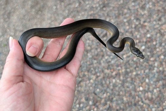 Water Python by Sonja K. Reptiles LLC