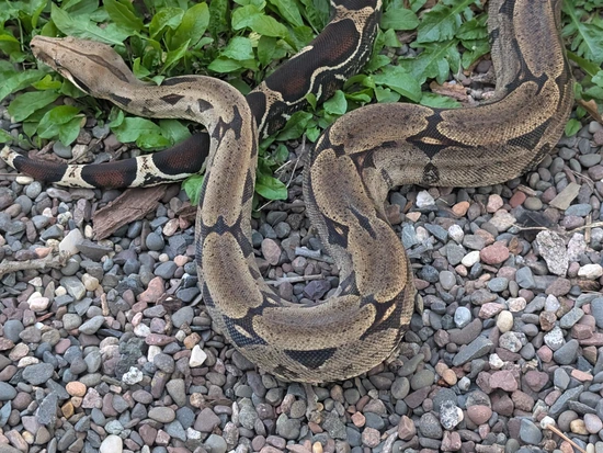 Trinidad BCC True Red-Tailed Boa Constrictor by Sonja K. Reptiles LLC