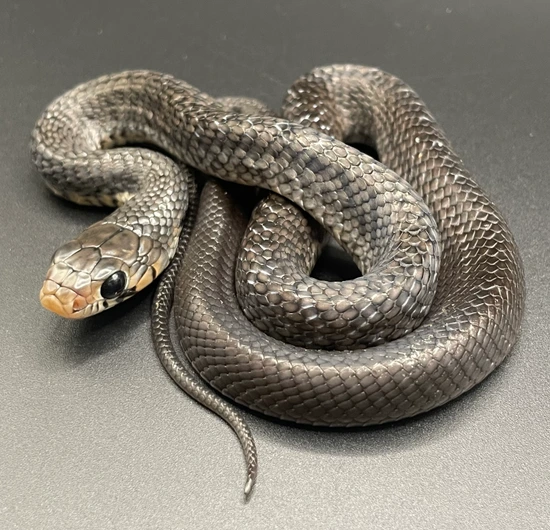 Mexican Indigo Cribo & Indigo Snakes by Sonoran Desert Serpents
