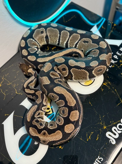 3300 Grams & 2900 Grams | 0.2 Het Clown’s Ball Python by 6ix 6ix Serpents