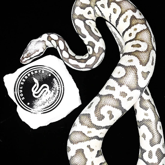 Bodhi Ball Python by Soul Serpents, LLC