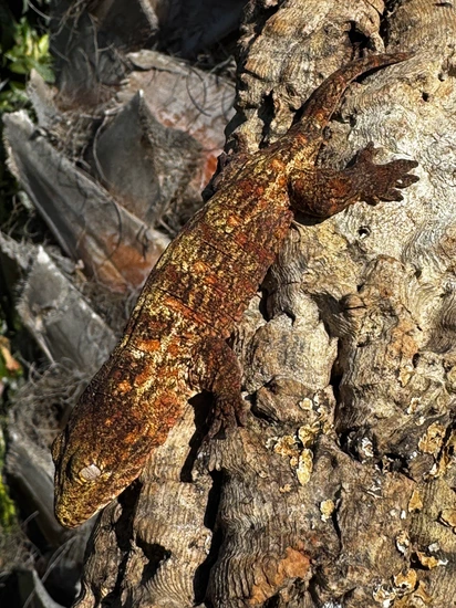 RZDM Dark Morph GT Leachianus Gecko by South Bay Leachies