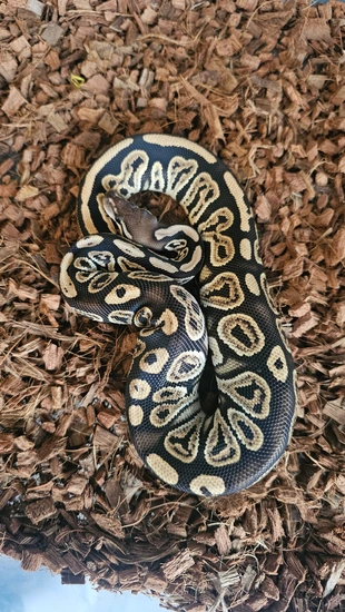 Black Pastel Fire 100% Het Clown Ball Python by Beardy Royals
