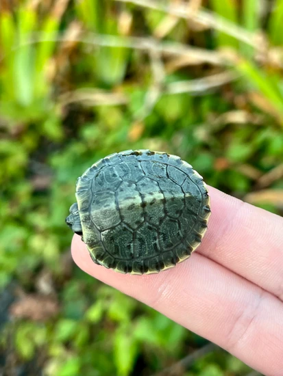 Axanthic Slider Turtle by The Shells Station