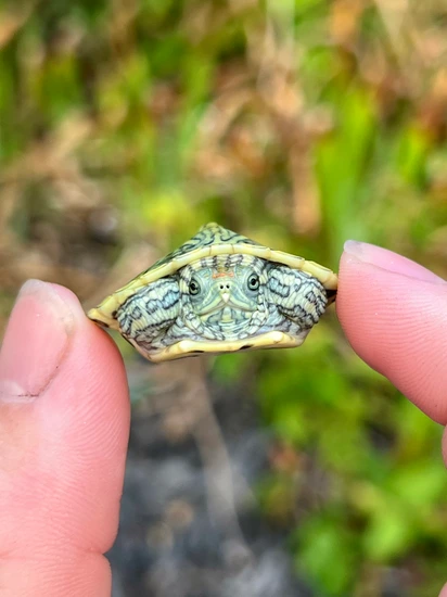 Clown RES Slider Turtle by The Shells Station