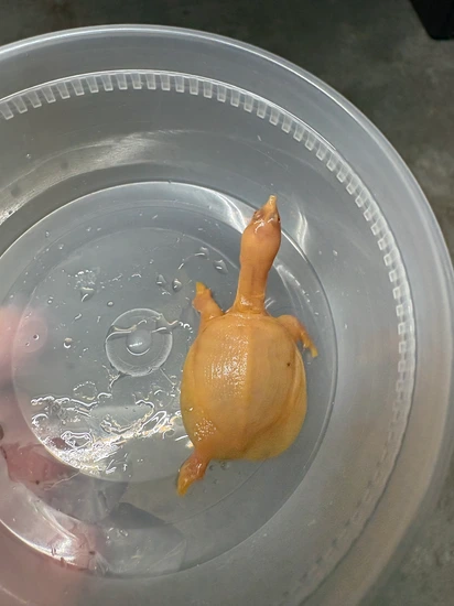 Albino Chinese Softshell Turtle Hatchling by Southern Reptiles