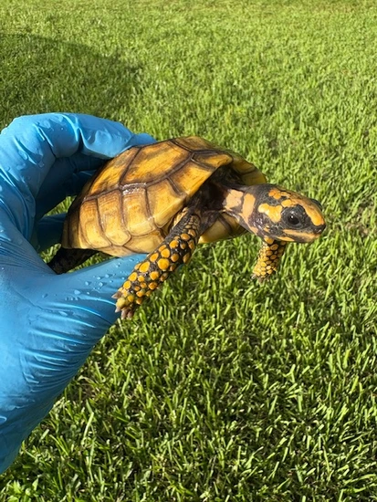 Peru Amazon Basin 4-5" Yellowfoot Stunner Yellow-Footed Tortoise by ...