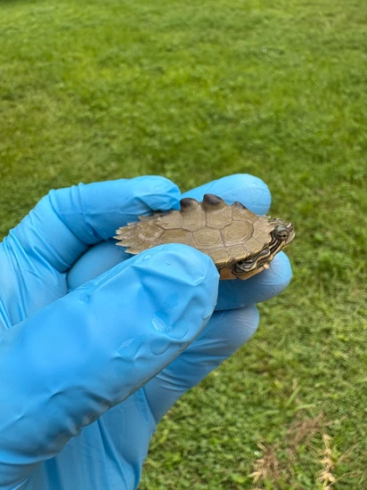 Northern Black Knobbed Sawback Map Turtle by Southern Reptiles