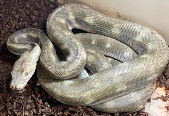 Emeraldo Reticulated Python by Retic Royalty Uk
