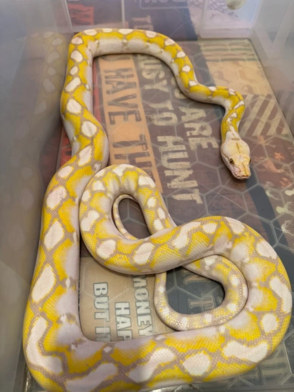Foulsham Caramel Motley Reticulated Python by Retic Royalty Uk