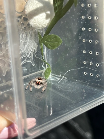 Regal Jumping Spider (Milkshake) by Space4Spoods