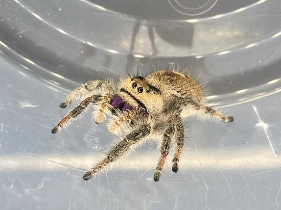 GRAVID Regal Jumping Spider (Violet) by Space4Spoods