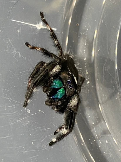 Goliath Jumping Spider (Nimbus) by Space4Spoods