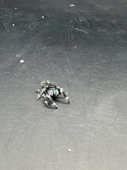 Regal Jumping Spider Male (Biscuit) by Space4Spoods