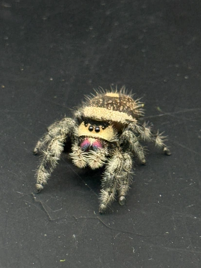 GRAVID FERTILE Regal Jumping Spider (Rolo) by Space4Spoods