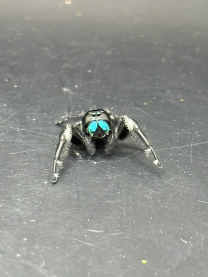 Goliath Jumping Spider (Dracula) by Space4Spoods