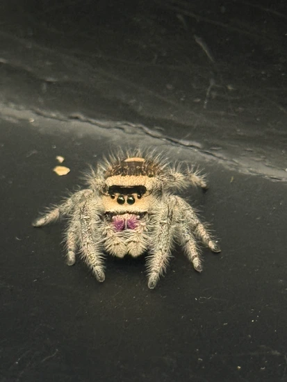 Regal Jumping Spider (Snickers) by Space4Spoods