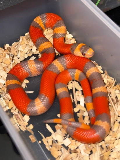 Hypo Het Anery Female Honduran Milk Snake by ARL Reptiles