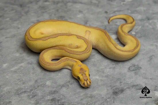 Batman Enchi Lesser (YB) Ball Python by Spaids Reptiles