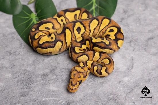 Fire Red Stripe YB Clown Ball Python by Spaids Reptiles
