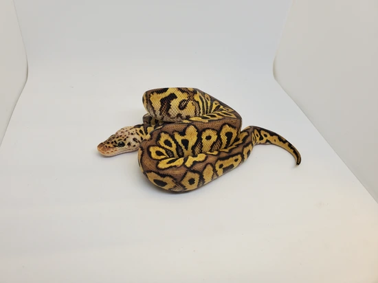 Spotnose Yellow Belly Pastel Clown Ball Python by Familiar Folx Reptiles