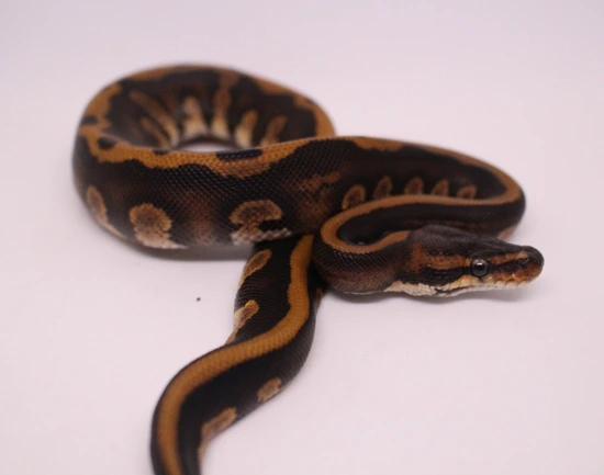 Stranger Leopard 66% Het Clown Ball Python by Familiar Folx Reptiles