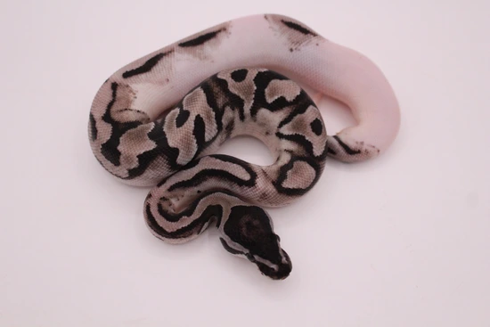MJ Axanthic Pied Ball Python by Familiar Folx Reptiles