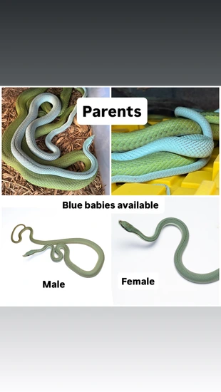 Blue Barons Racers PAIR More Colubrid by Specialty Herps