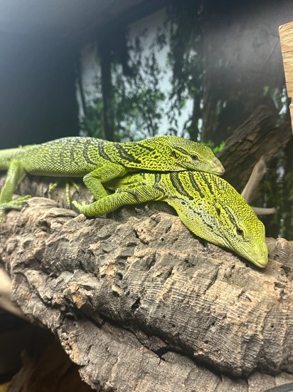 Proven Breeding Cbb PAIR Of Yellow Tree Monitors by Specialty Herps