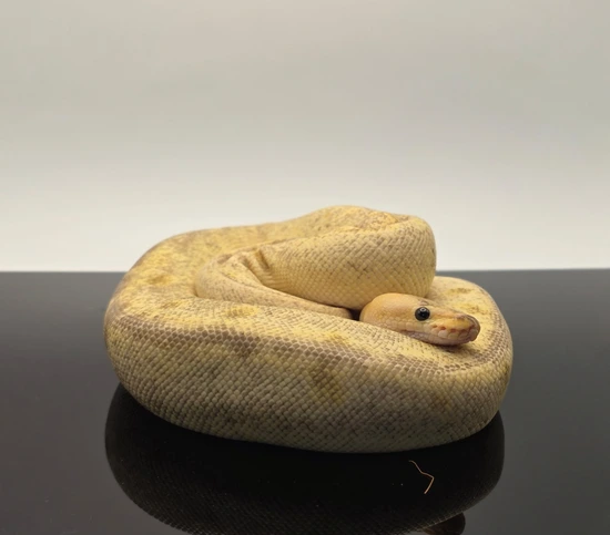 Champagne Pastel Dinker HET PIED Ball Python by Something Wicked Ball ...