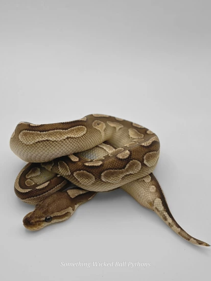 Cinnamon Lesser Ball Python by Something Wicked Ball Pythons