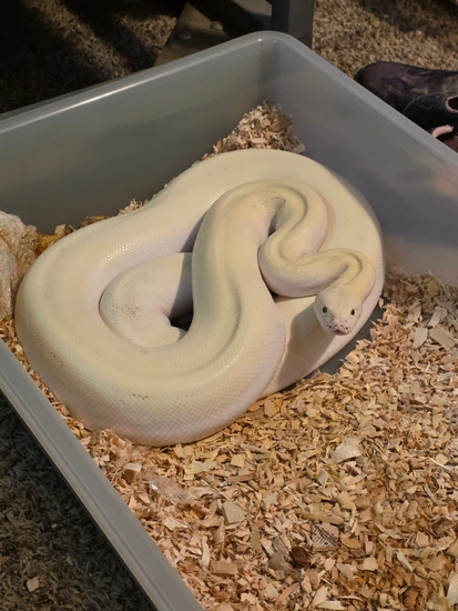 Ivory Burm Burmese Python by Something Wicked Ball Pythons