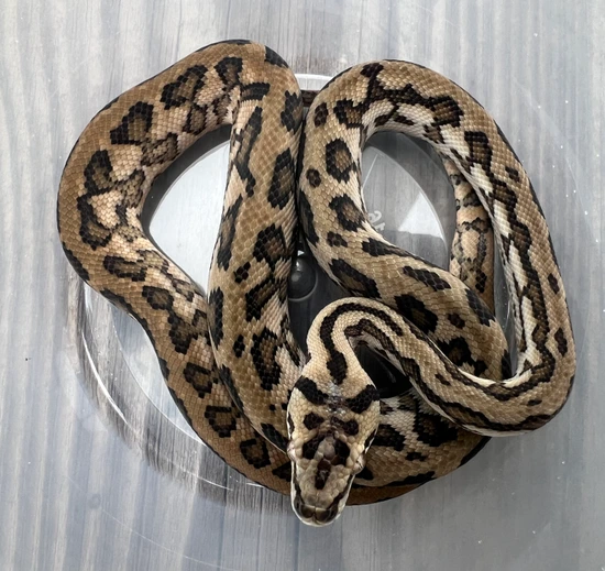 Nova Guinea Carpet Python Irian Jaya Carpet Python by Spelman's Serpents