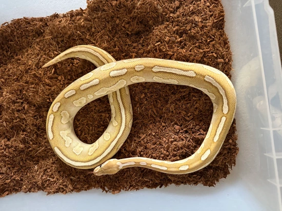 Butter Fire Cinnamon Het Clown Ball Python by Maria’s Reptiles