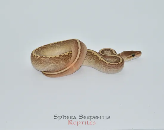 Lesser Black Pastel Pinstripe Poss. YB 50% Het. Albino Ball Python by ...