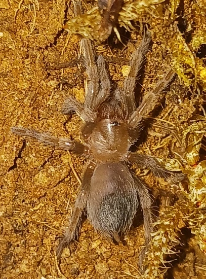 Brachypelma Auratum (Mexican Flame Knee) Tarantula by Spider Chamber