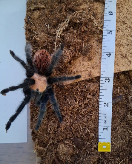 Brachypelma Albiceps (Golden Red Rump) Tarantula by Spider Chamber