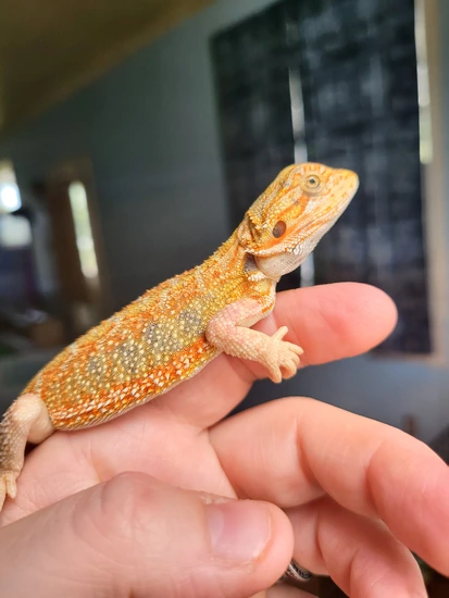 Ray Central Bearded Dragon by Hagans Spiky Reptilians