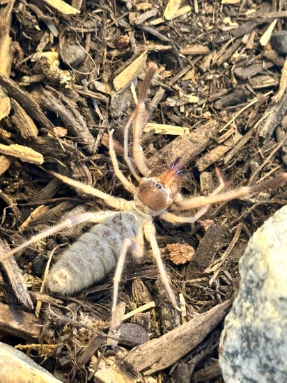 Camel Spider From Arizona Solifugae by Spineless Shop