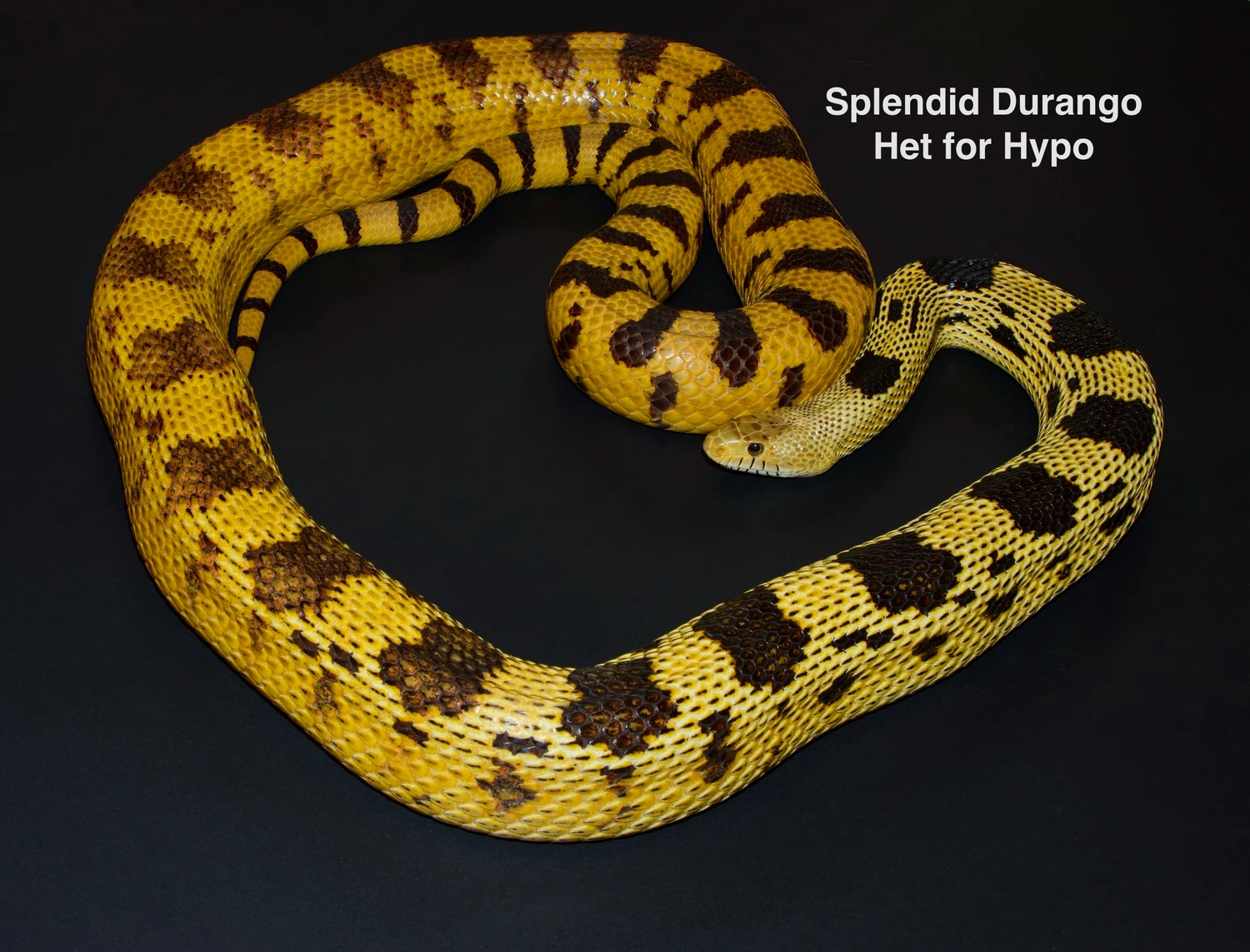 Splendid Serpent's Collection - MorphMarket