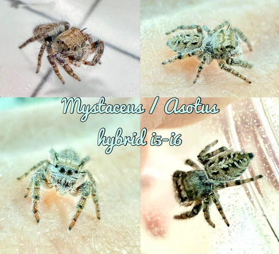 Asotus/Mystaceus Hybrid I6 Jumping Spider by Goat Spoods