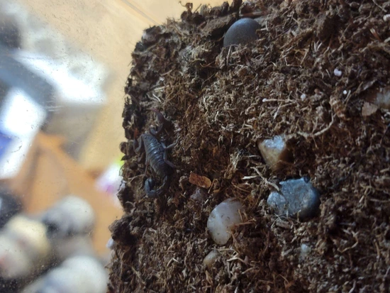 Southern Devil Scorpion by Spooky's scorpions