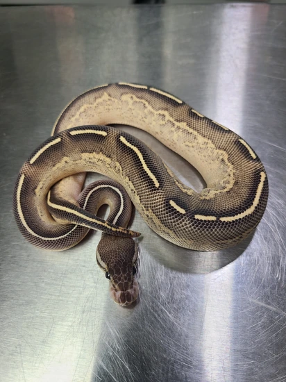 Cinnamon Freeway Ball Python by Spoonman Kreations