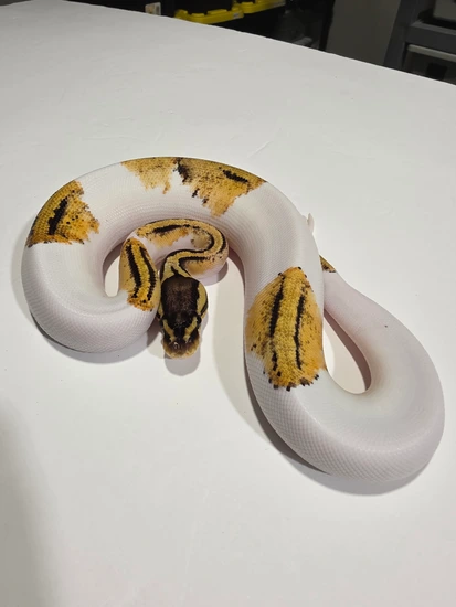 Pastel YB Pied H Clown Ball Python by Spoonman Kreations