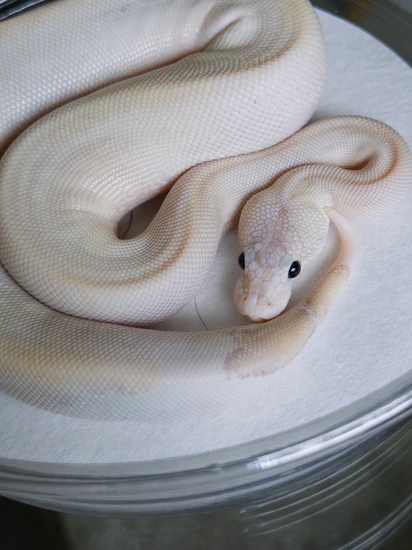 Sterling Champagne Calico Ball Python by Spriggan Exotics