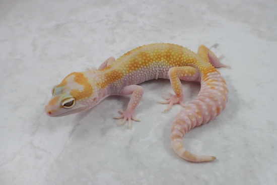 White & Yellow Mack Snow Tremper Leopard Gecko by Spring Hill Geckos