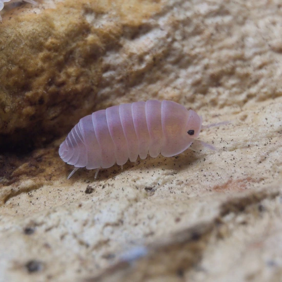 6+ Cubaris Sp. Cherry Blossom Isopods by Mossarium Labs