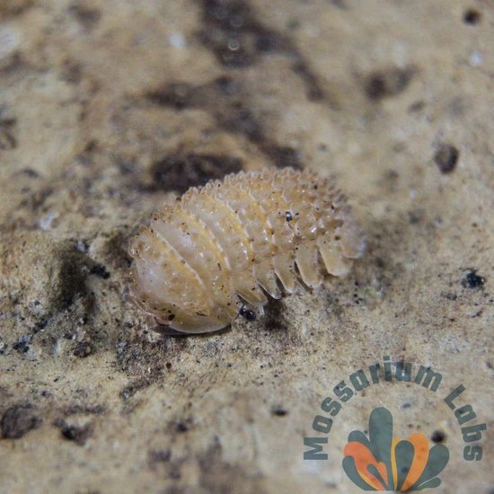 10 Count Spikey Pineapple Cristarmadillidium Muricatum Isopods by ...